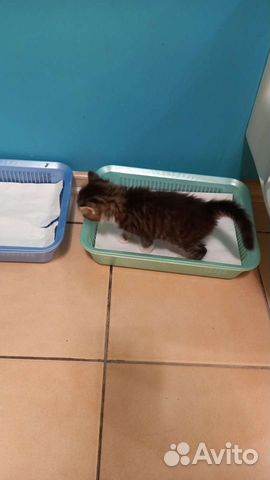 Котята от невской и от вислоухой,полукровки