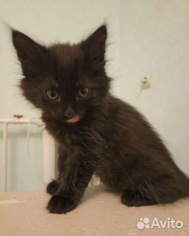 Котёнок ищет дом