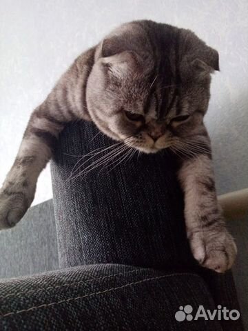 Кошка