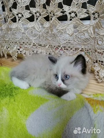 Детишки Рэгдолл