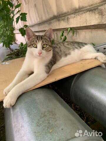 Кот в добрые руки