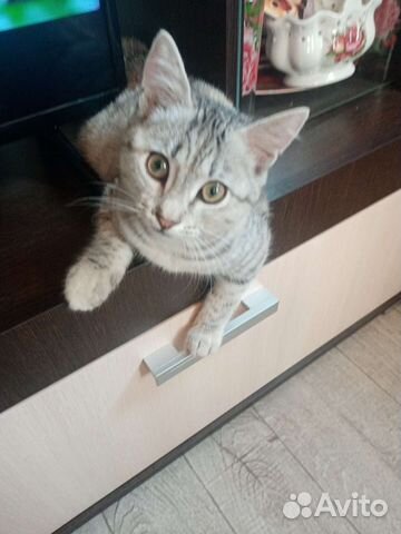 Бусинка в добрые руки