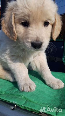 Лабрадор ретривер щенки