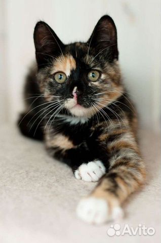 Котенок Маруся 2 мес