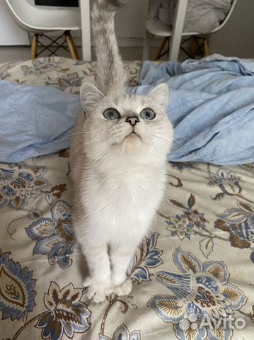 Отдам белую кошечку в добрые руки