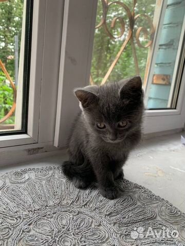 Котенок британский Бесплатно