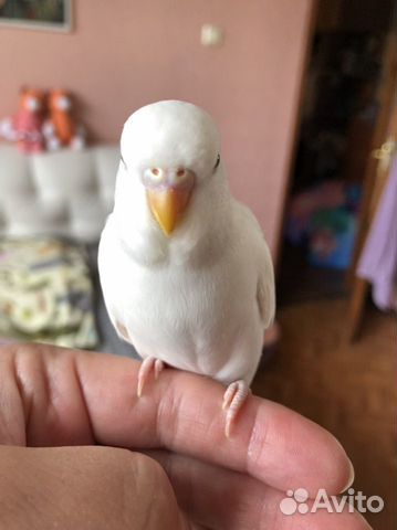 Волнистый попугай самка