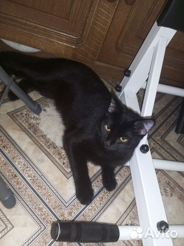 Отдам очень красивую кошечку