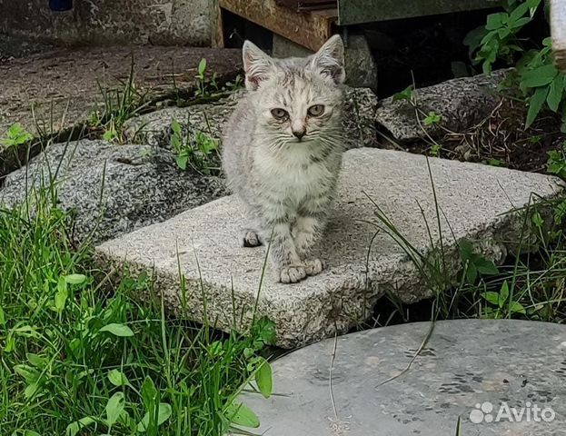 Кошечка миниатюрная бесплатно