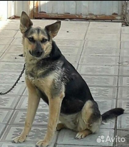 Преданный друг ищет свой дом