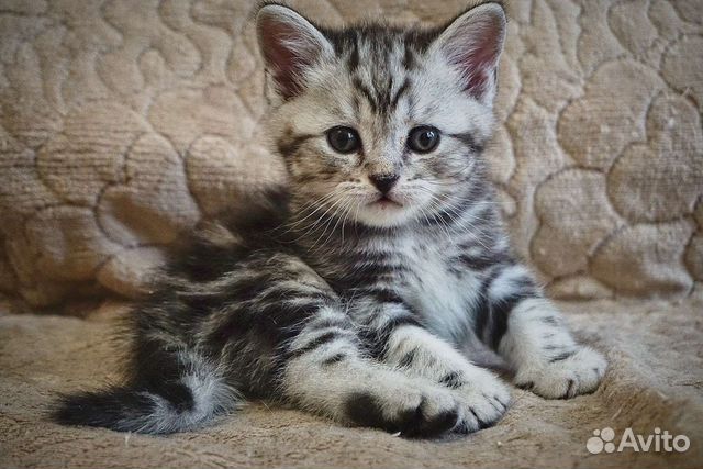 Котенок породистый