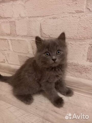 Британский кот