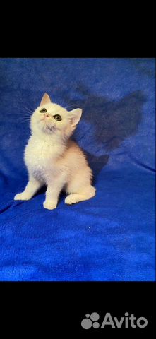 Британские котята серебристая шиншилла