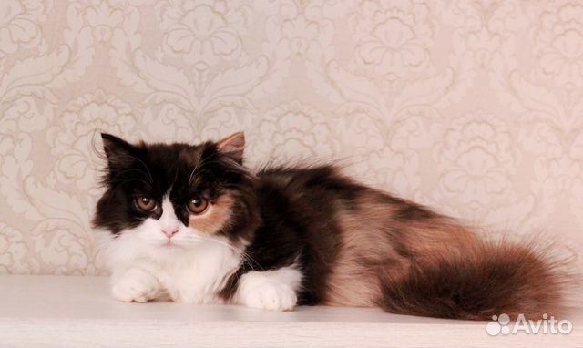 Котята манчкин