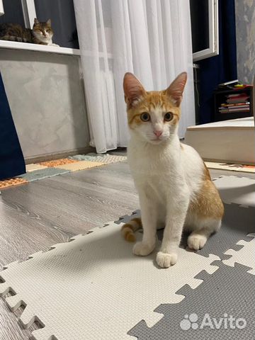 Котенок в добрые руки