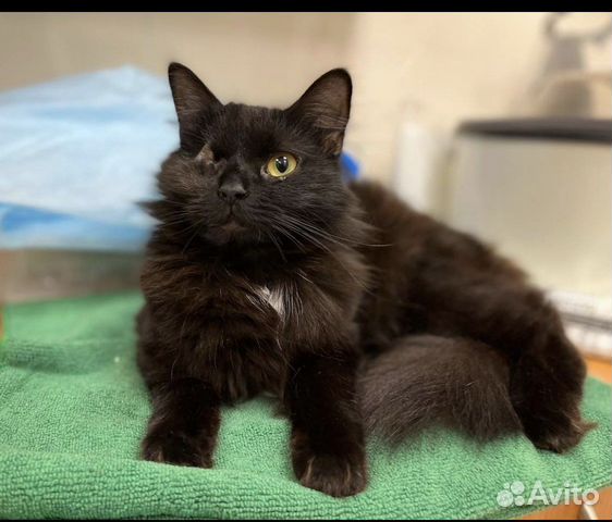 Кошка Агата 1,5 года