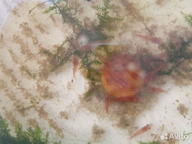 Креветки вишня