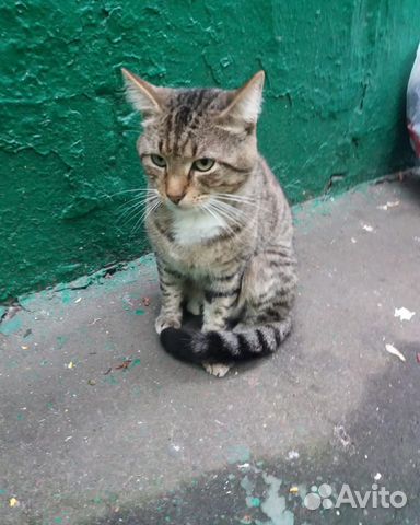 Котика выбросили