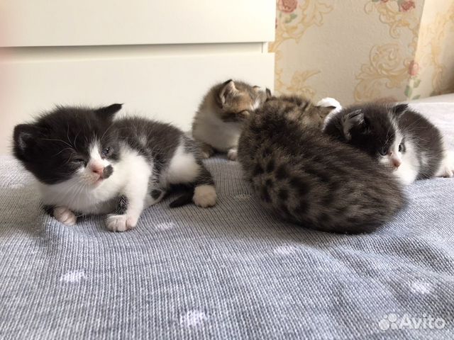 Шотладские котята