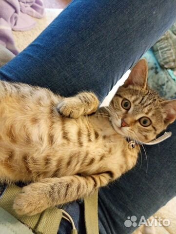 Кошка в дар бесплатно