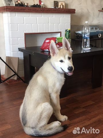 Маламут метис