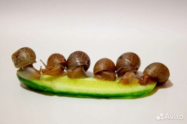Улитки ахатины маленькие