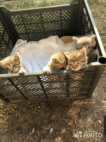Котята в добрые руки