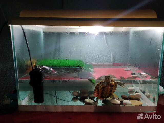 Черепаха в добрые руки