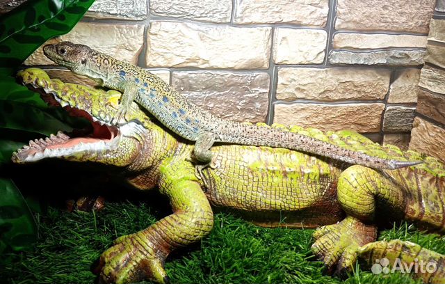 Жемчужная ящерица(самка)