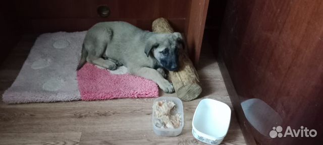 Щенок собаки, кобелек