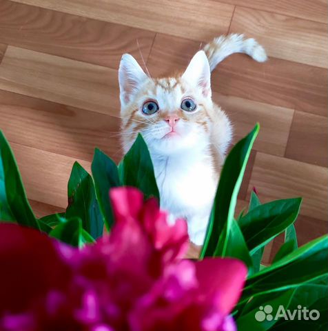 Крош Пепперони ждет любящие ручки