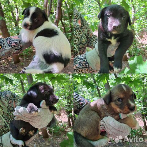 Щенок в добрые руки