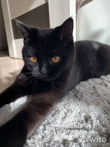 Котик в добрые руки