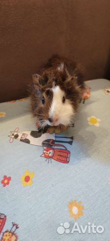 Морская свинка