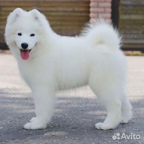 Щенки самоеда