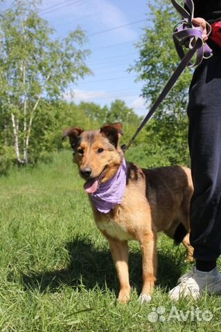 Пес Лобзик ищет семью