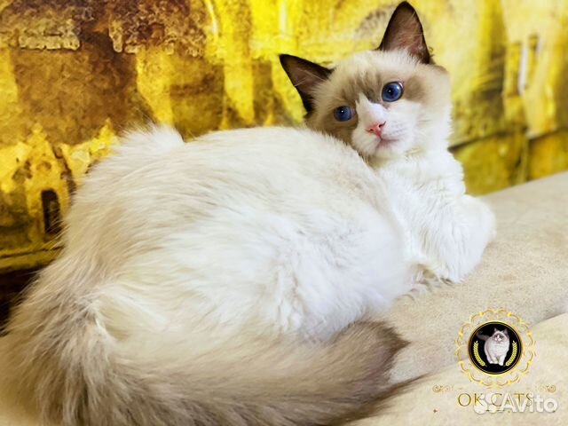 Гиперласковый рэгдолл биколор мальчик