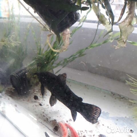 Сом таракатум