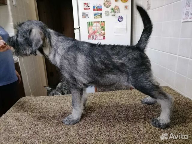 Продаются щенки миттельшнауцера