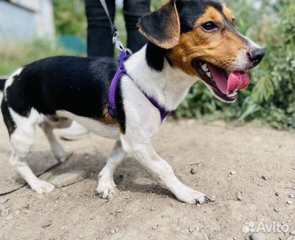 Джек Рассел терьер помесь