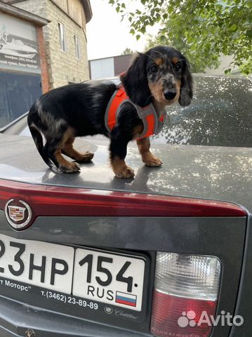 Такса миниатюрная мраморная длинношерстная