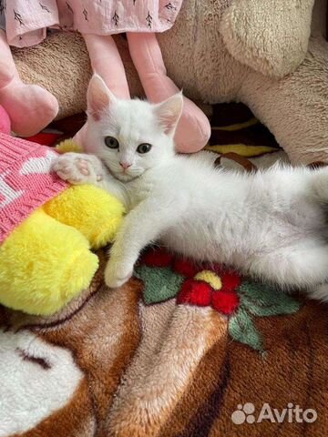 Британские котята