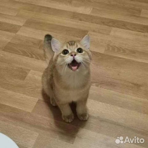 Британская кошка