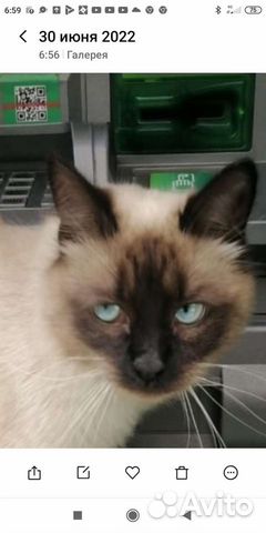 Котик Марик. Ищу прежних/ новых хозяев
