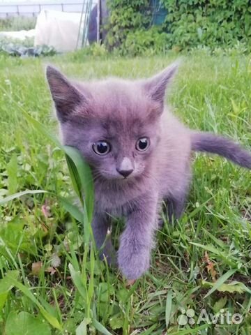 Котята в добрые руки бесплатно