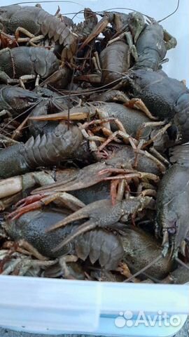 Продам живые раки