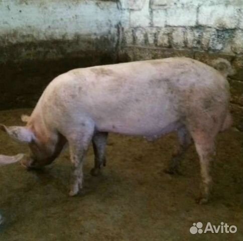 Кабанчики на племя