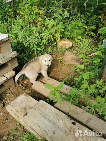 Щенки в добрые руки