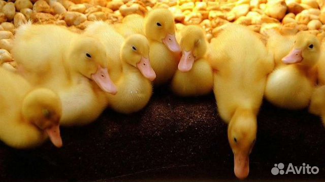 Утка бройлерная Стар 53 30дневная