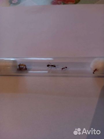 Другие животные